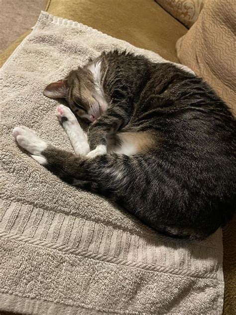 Older Cat Facing Amputation Rcats