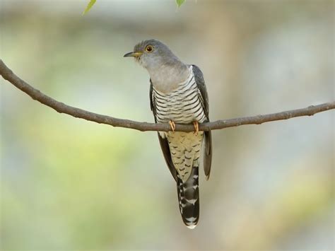 Indian Cuckoo Bird Cuckoo For Id Indian Vs Oriental Bird Ecology