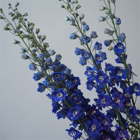 Delphinium — Profresh Flowers
