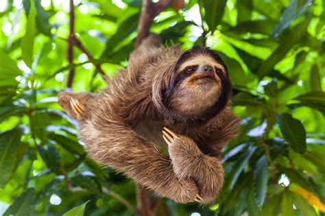 Top Facts Of The Sloths In The Amazon Rainforest