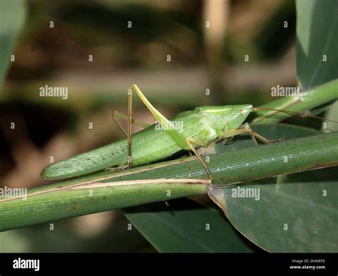 Großer Kegelkopf Ruspolia Nitidula Conocephalus Mandibularis