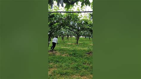 청하농원 신나는농부 바람아멈추어다오 배떨어진다 Youtube