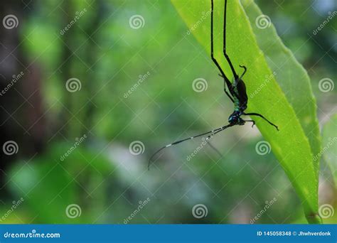Grasshopper That Looks Like An Alien Sitting On The Back Of A Green