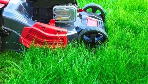 Tall Fescue Grass How To Grow And Care