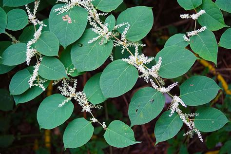 Japanese Knotweed Specialist Invasive Land Remediation
