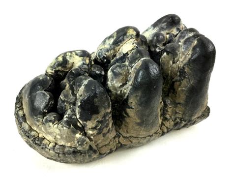 Lot Fossilized Teeth