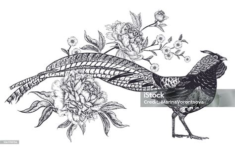 현실적인 손을 꿩과 아름 다운 모란 흰색 배경에 고립의 그림 꿩류에 대한 스톡 벡터 아트 및 기타 이미지 꿩류 이국적임