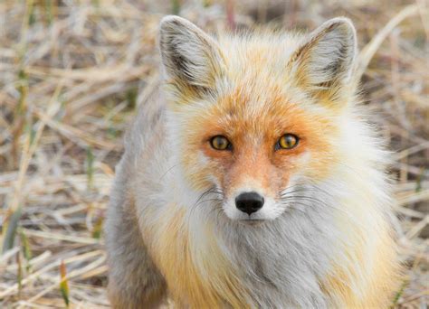 Red Fox Vs Gray Fox Key Differences And Comparison Guide 2024