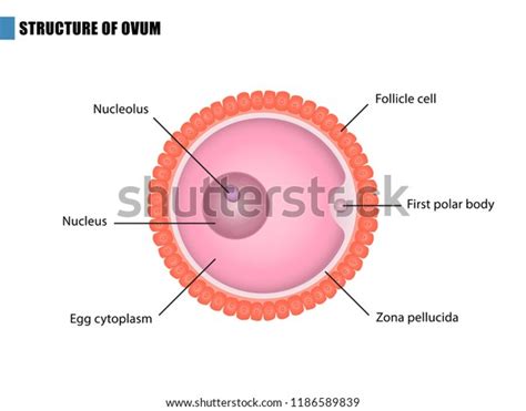 Ovum Structure Egg Cell Stock Vector Royalty Free 1186589839