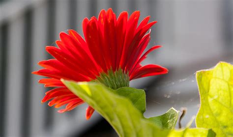 Radiant Photograph By Christopher Mcphail Fine Art America