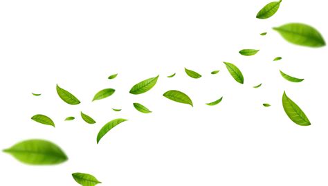 Tea Leaf Pngs For Free Download