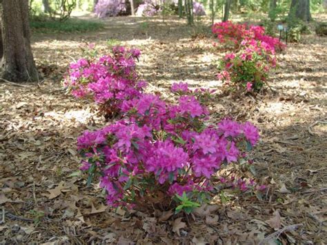 23 Lovely Azalea Varieties Pictures Care Tips Mymydiy