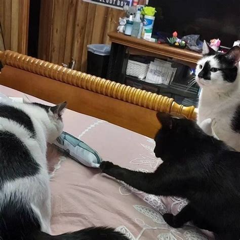 Custom Dnd Class Cat Sticker Pack Dnd Cat Stickers Dnd Stickers Dnd Classes As Cats