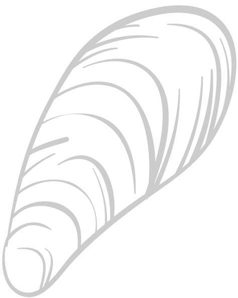 Shell 36654802 Vector Art At Vecteezy