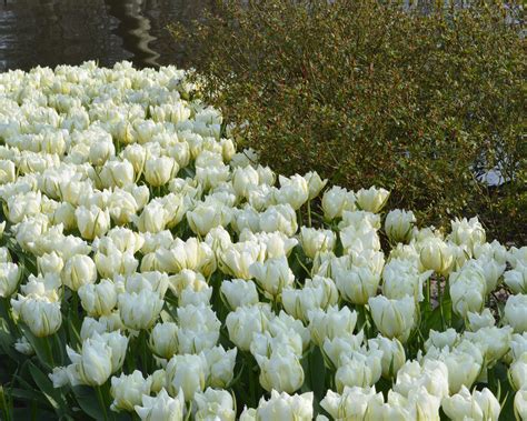 Tulip Exotic Emperor Bulbs Buy Online At Farmer Gracy Uk