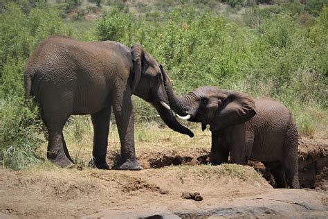 African Elephants Mating Free Photo On Pixabay Pixabay