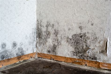What Are The 10 Warning Signs Of Mold Toxicity