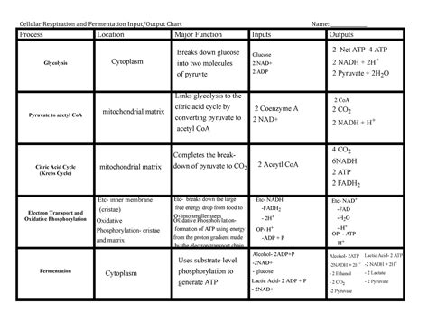 Oxidative Phosphorylation Input And Output