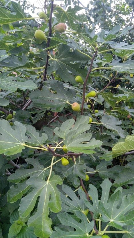 무화과 잎의 효능