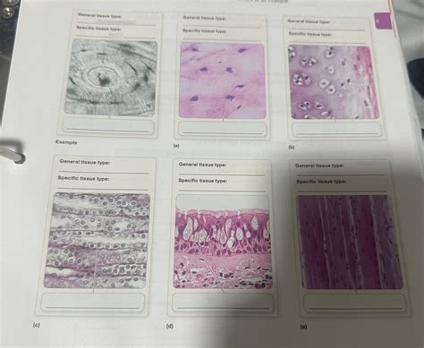 Identifying Tissue Types Diagram Quizlet