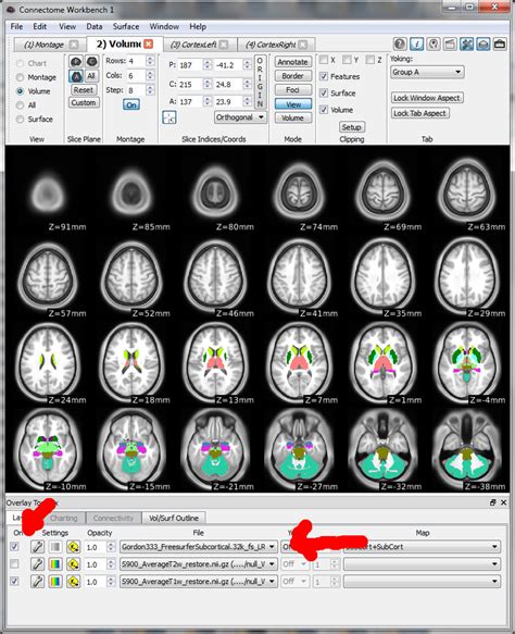 MVPA Meanderings Getting Started With Connectome Workbench