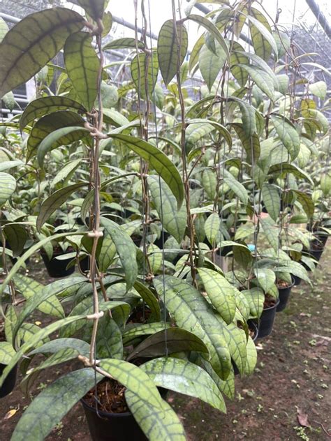 10 X Long Size Hoya Callistophylla Long Leaf Wholesale 4 Pot Buy Now