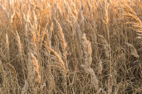 선택적 소프트 포커스 비치 마른 잔디 갈 대의 줄기 황금 일몰 빛 수평 복사 공간에서 바람에 날 려 자연 여름 잔디 개념 0명에 대한 스톡 사진 및 기타 이미지 Istock