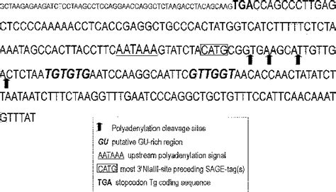 Figure 2 From Heterogeneity In Polyadenylation Cleavage Sites In