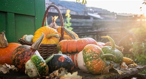 Autumn Harvest Colorful Squashes And Pumpkins In Different Varieties