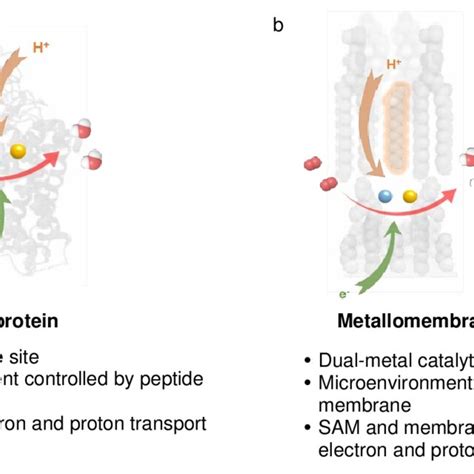A Schematic Of Proton And Electron Transport Pathways Of