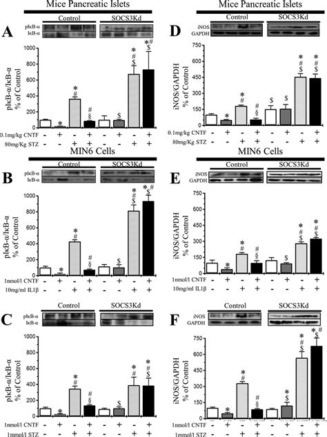 Cntf Inhibits Il1 And Stz Induced Nfb Pathway Activation And Inos
