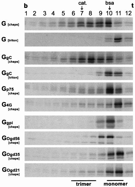 Oligomerization State Analysis Of The Different Constructs Presented In