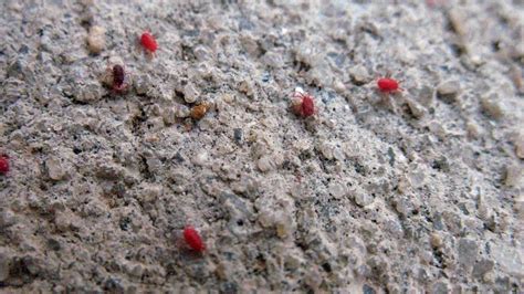 Tiny Bugs In House Mites Identifying And Managing These Common