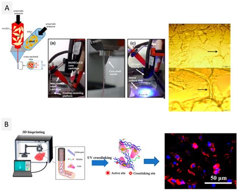 A Guide To Polysaccharide Based Hydrogel Bioinks For 3d Bioprinting Applications Pmc