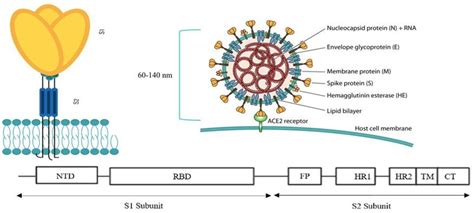 Structural Form Of Sars Cov 2 Download Scientific Diagram