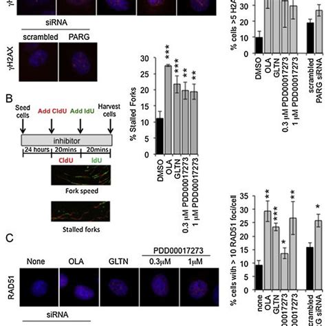 Defining The Genes Most Robustly Regulated By Parp 1 And Parg A Venn Download Scientific