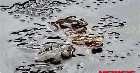 겨울잠에서 깬 개구리