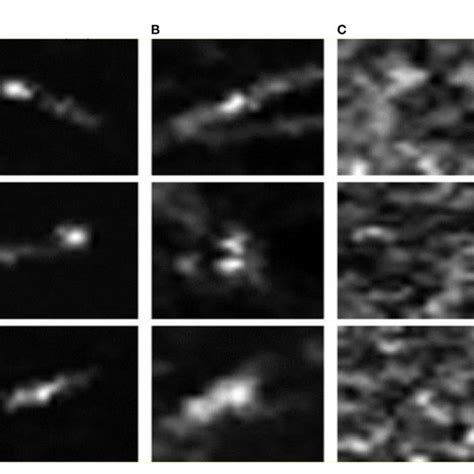 Figure Nine Examples Of The Three Types Of Sub Images In The Download Scientific Diagram