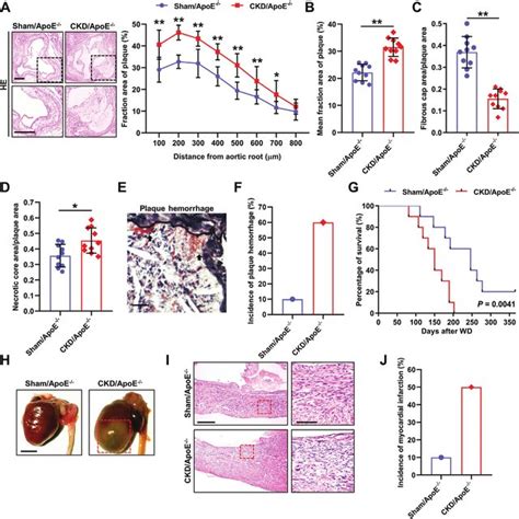 Vsmc Premature Senescence And Phenotypic Switching Contribute To Plaque