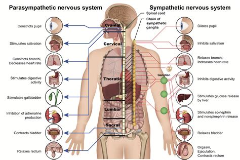 Sympathetic Block Midsouth Pain Treatment Center
