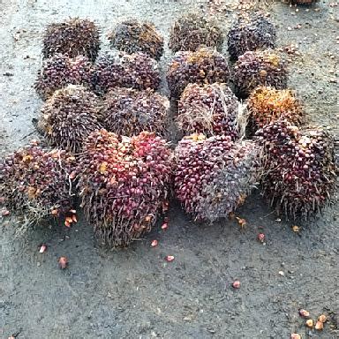 27062022 Object Detection Dataset By Trial PoC