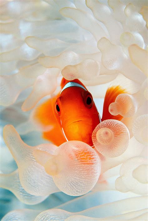 Clown Fish Wallpaper