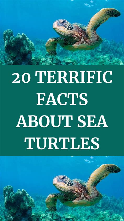 20 Terrific Facts About Sea Turtles Artofit