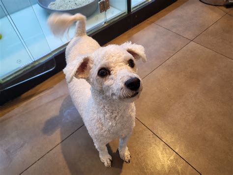 비숑프리제 후식이 울산강아지분양 요크셔테리어분양가 새끼강아지분양 잉글리쉬불독 천안고양이분양 가정강아지분양 강아지입양 보더콜리 강아지무료분양 유기견무료분양 유기묘입양