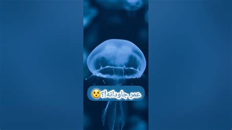 عمر جاودانه ؟ اقیانوس عروسدریاییعجایبدنیا عجایبجاودانهدریا
