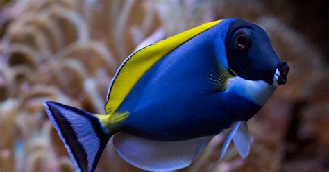 먹기엔 너무 아까운… 세계에서 가장 아름다운 물고기 10선 위키트리