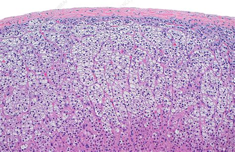 Adrenal Gland Cortex Light Micrograph Stock Image C060 2674 Science Photo Library