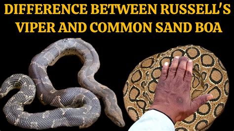 Difference Between Russells Viper And Common Sand Boa Sos Sirohi