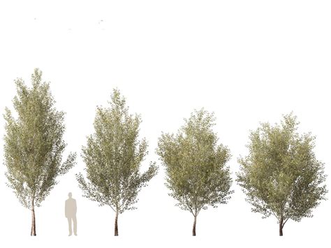 Populus Alba Poplar Model Turbosquid 2155146