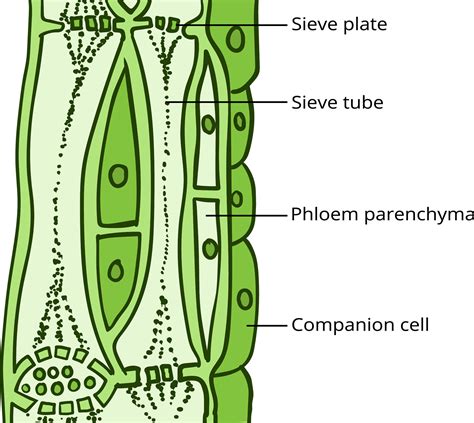 Transportation By Phloem — Lesson Science Cbse Class 10
